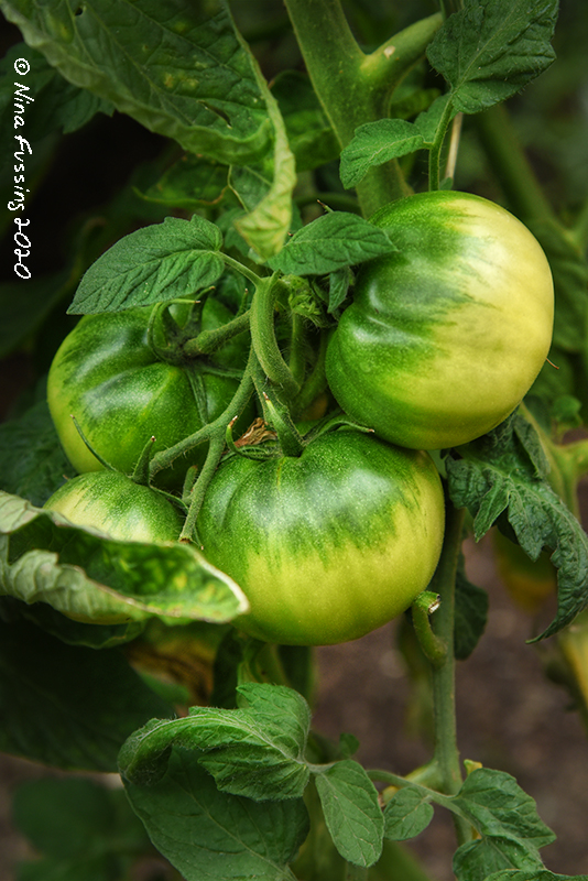 Sunflowers, Tomatoes & Rainbows – Wheeling It: Tales From a Nomadic Life